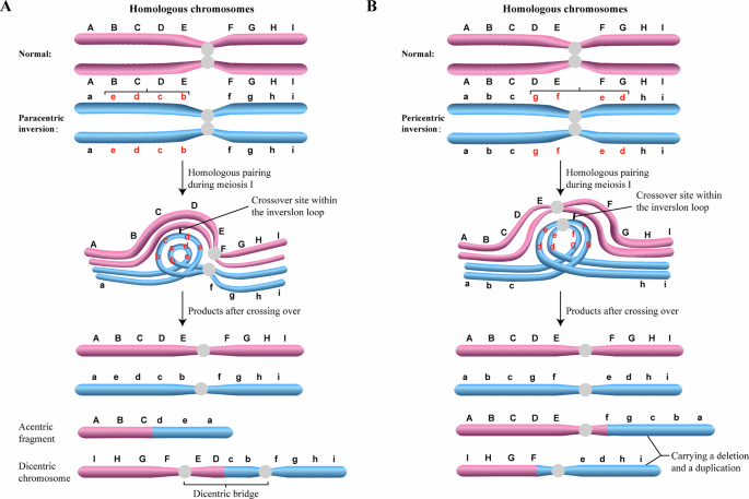 Meiotic determinants of unbalanced gametogenesis in chromosomal ...