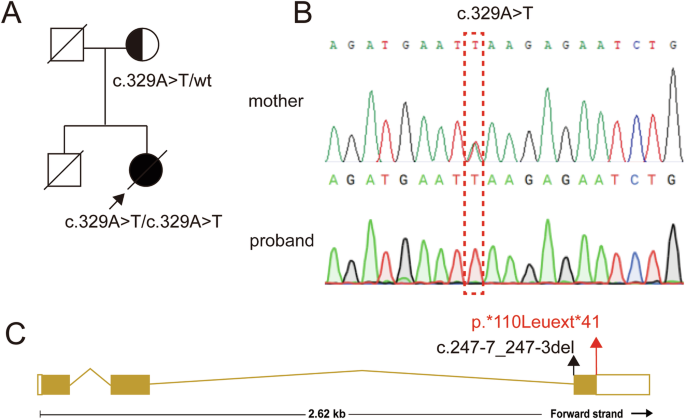 A novel homozygous COX6A1 variant causes axonal charcot-marie-tooth ...