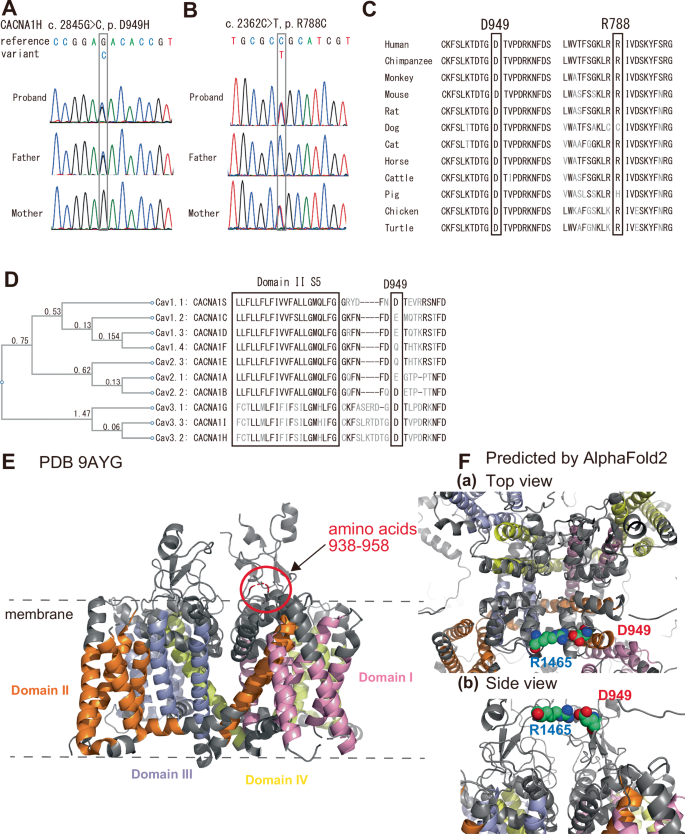 Compound heterozygous variants of CACNA1H change channel properties and ...