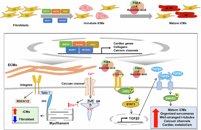 FGF4 and ascorbic acid enhance the maturation of induced cardiomyocytes ...