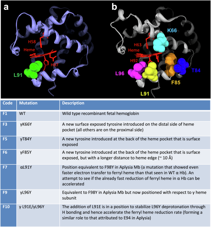 Taming hemoglobin chemistry—a new hemoglobin-based oxygen carrier ...
