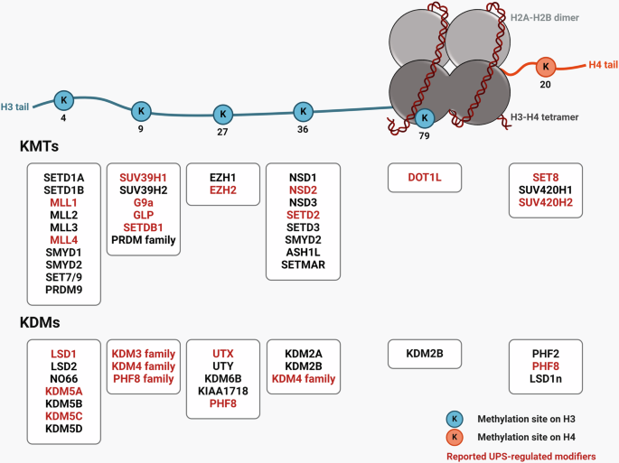 Histone lysine methylation modifiers controlled by protein stability ...
