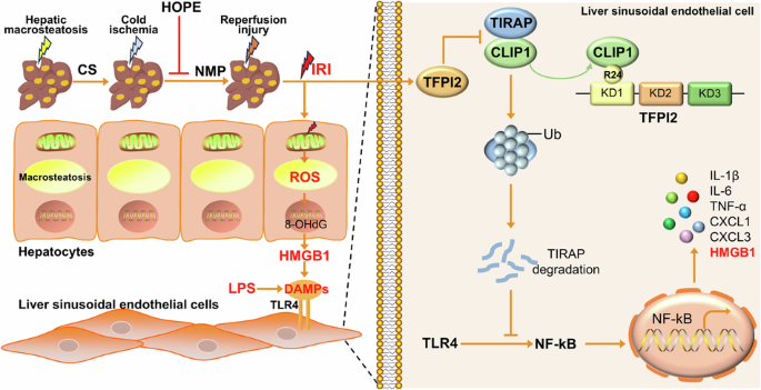 Hypothermic oxygenated perfusion inhibits CLIP1-mediated TIRAP ...