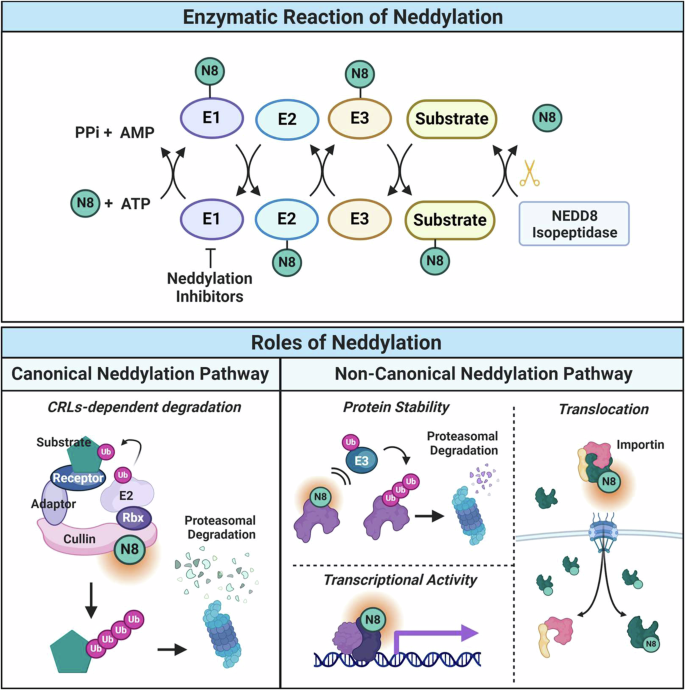 Neddylation steers the fate of cellular receptors | Experimental ...