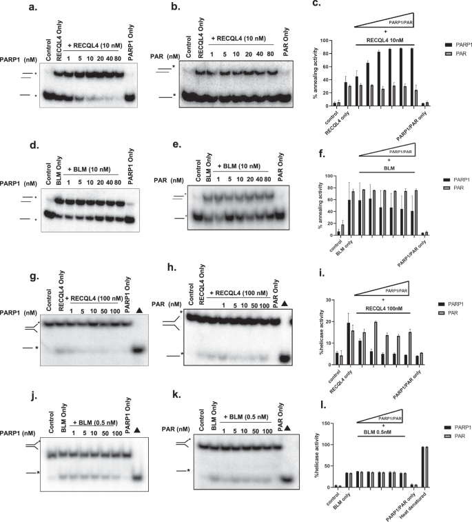RECQL4 requires PARP1 for recruitment to DNA damage, and PARG ...