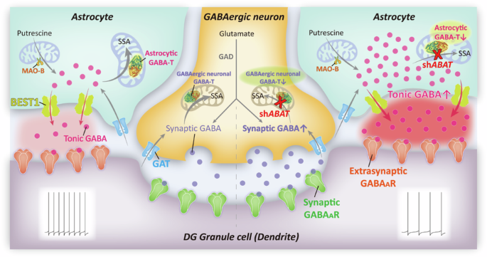 Suppressing astrocytic GABA transaminase enhances tonic inhibition and ...