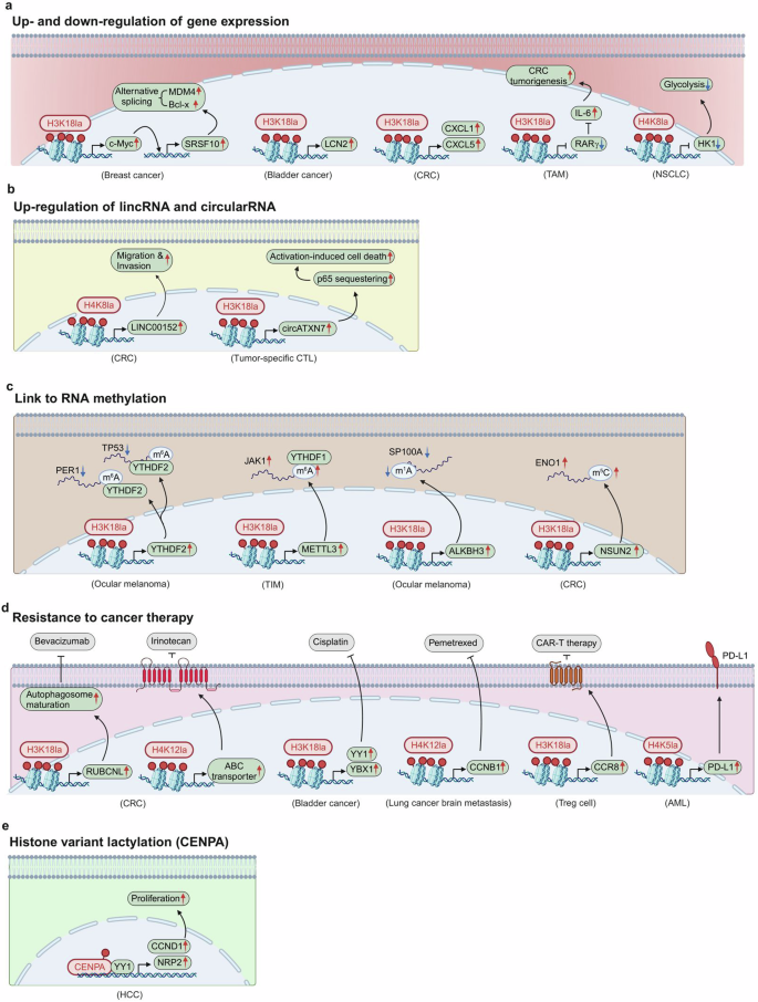 Protein lactylation in cancer: mechanisms and potential therapeutic ...