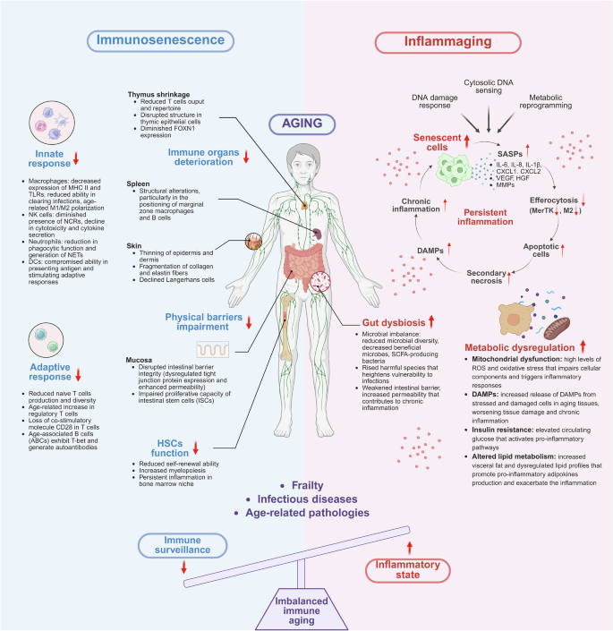 Targeting immunosenescence and inflammaging: advancing longevity ...