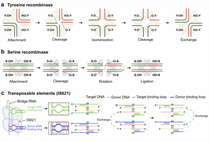 Advances in large-scale DNA engineering with the CRISPR system | Experimental & Molecular Medicine