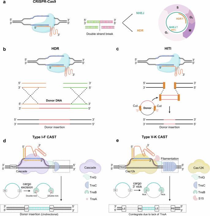 Advances in large-scale DNA engineering with the CRISPR system ...