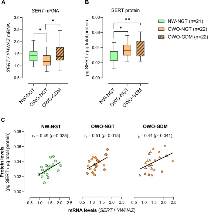 Placental expression of the serotonin transporter (SERT) gene ...