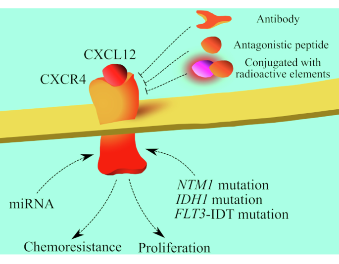 CXCR4 as a therapeutic target in acute myeloid leukemia | Leukemia