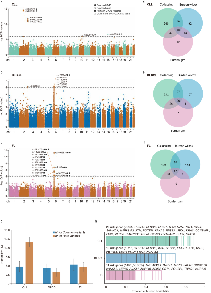 Common and rare variants in genetic susceptibility analysis of mature B ...