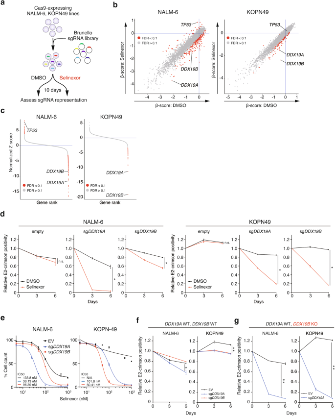 The RNA helicases DDX19A/B modulate selinexor sensitivity by regulating ...