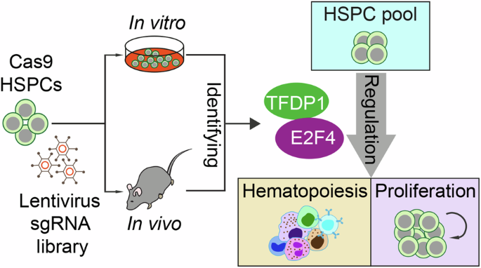 In vivo CRISPR/Cas9-mediated screen reveals a critical function of ...