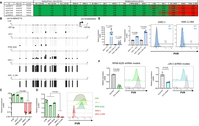 PVR (CD155) epigenetic status mediates immunotherapy response in ...