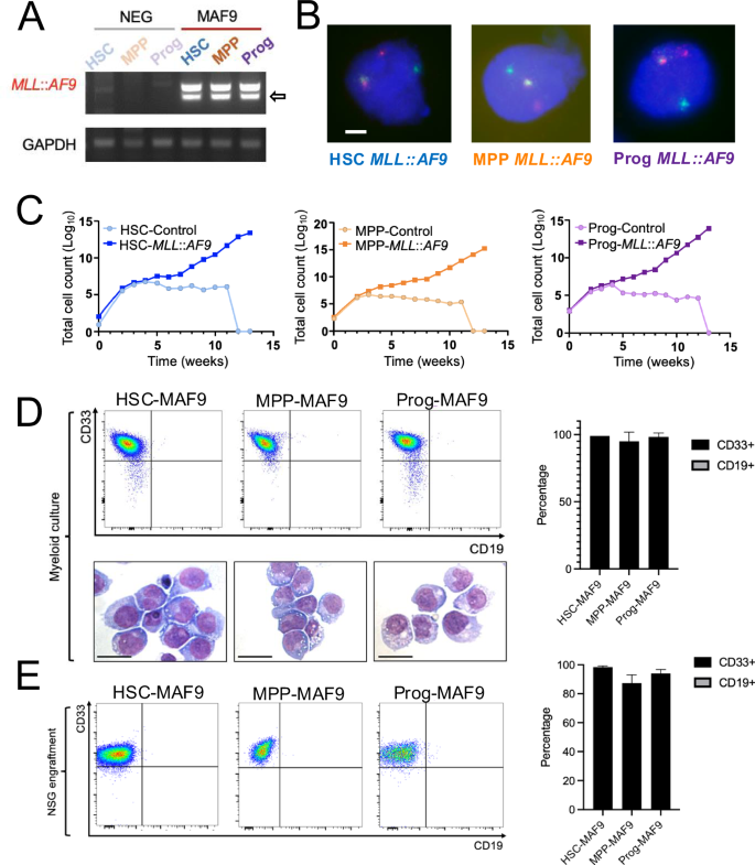 The epigenetic state of the cell of origin defines mechanisms of ...