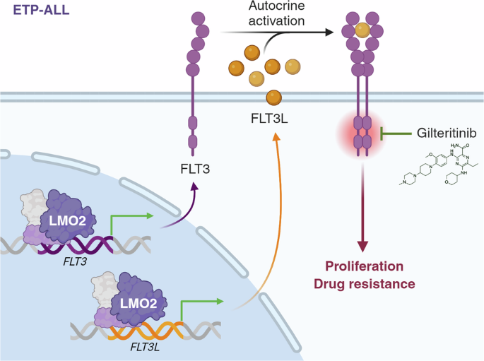 Targeting LMO2-induced autocrine FLT3 signaling to overcome ...