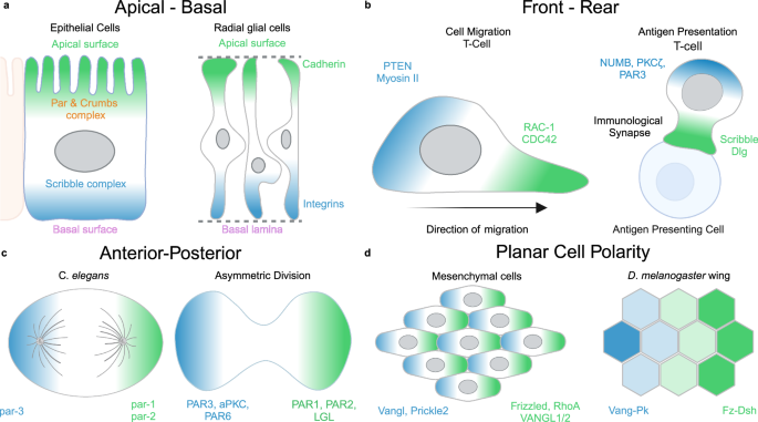 Cell polarity: cell type-specific regulators, common pathways, and ...