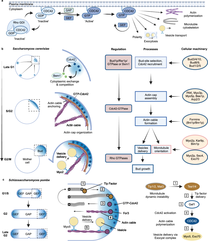 Cell polarity: cell type-specific regulators, common pathways, and ...