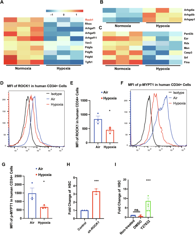 Suppression of Rho-associated kinase 1 (ROCK1) promotes human ...