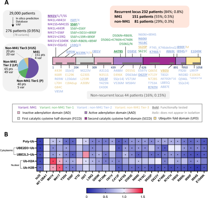 Distinct characteristics of VEXAS-causative UBA1 M41 and recurrent ...
