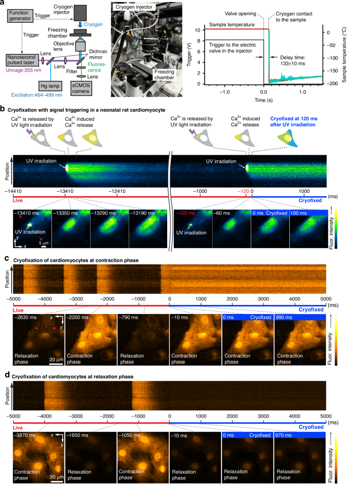 Time-deterministic cryo-optical microscopy | Light: Science & Applications