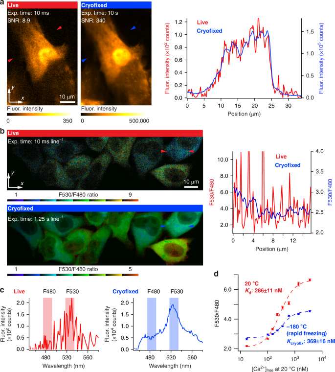 Time-deterministic cryo-optical microscopy | Light: Science & Applications