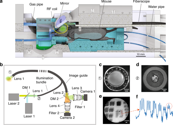 Non-invasive large-scale imaging of concurrent neuronal, astrocytic, and hemodynamic activity ...