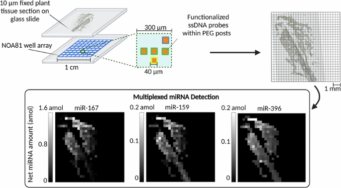 Quantitative and spatially resolved detection of multiplexed microRNA from plant tissue via ...