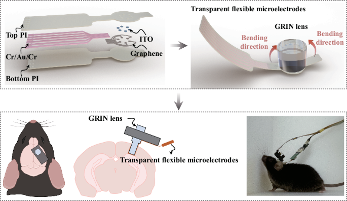 Transparent, flexible graphene–ITO-based neural microelectrodes for ...