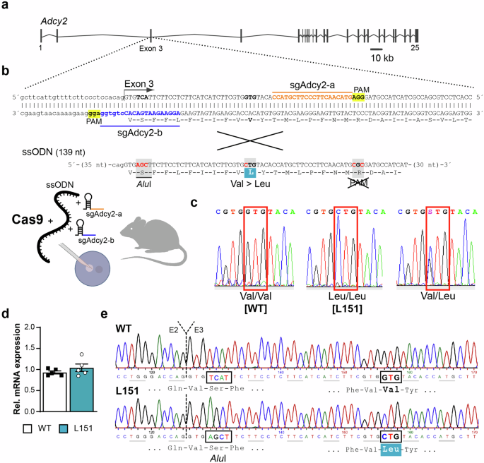 A bipolar disorder-associated missense variant alters adenylyl cyclase ...