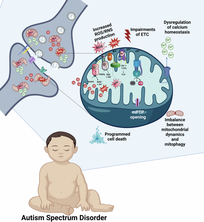 The multifaceted role of mitochondria in autism spectrum disorder ...