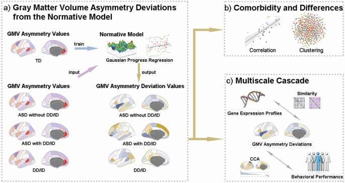 Rightward brain structural asymmetry in young children with autism ...