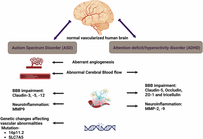 Reviewing vascular influences on neuronal migration, cortical ...