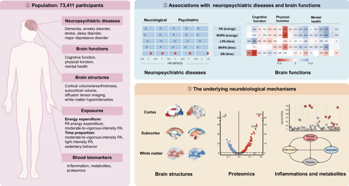 Accelerometer-measured physical activity, sedentary behavior, and incident neuropsychiatric ...