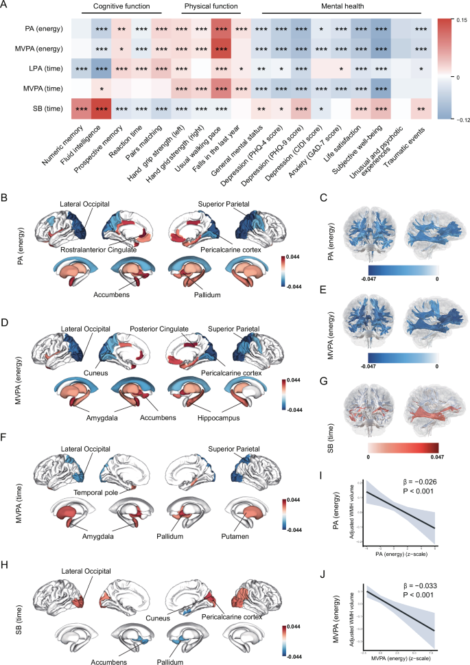 Accelerometer-measured physical activity, sedentary behavior, and incident neuropsychiatric ...