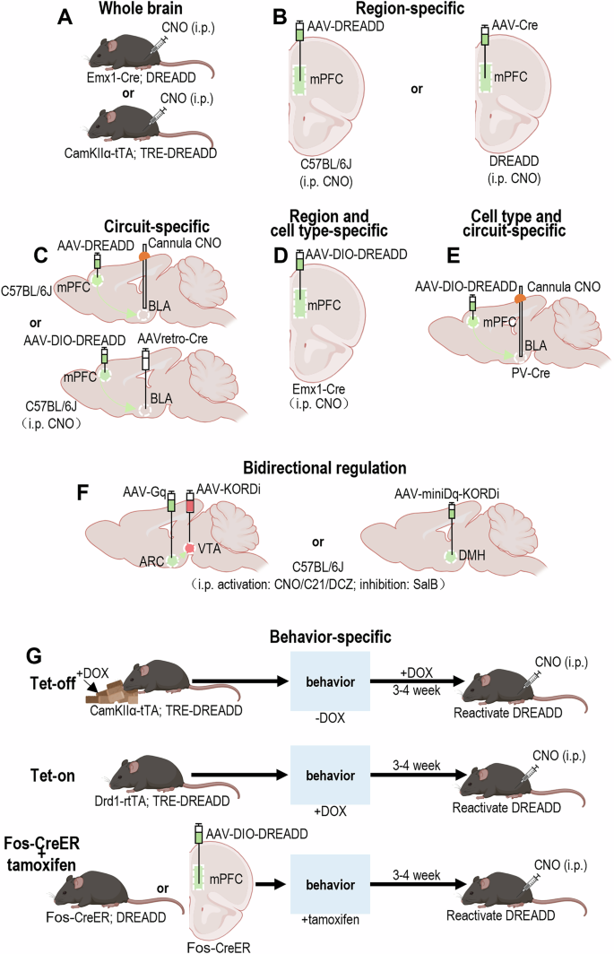 Advances in chemogenetics: a review of DREADDs and its application in ...