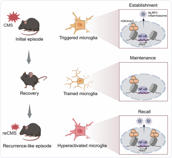 NLRP3-mediated trained immunity of microglia is involved in the ...