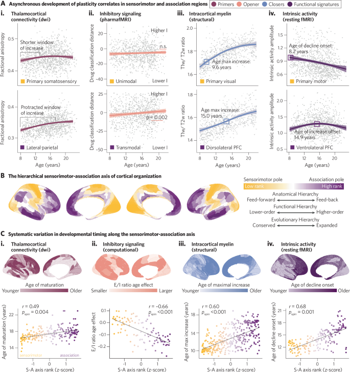 Investigating hierarchical critical periods in human neurodevelopment ...