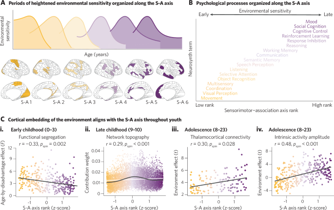 Investigating hierarchical critical periods in human neurodevelopment ...