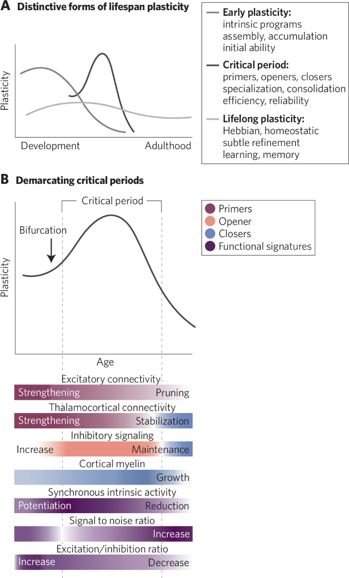 Investigating hierarchical critical periods in human neurodevelopment ...