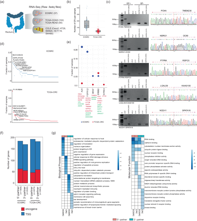 Evaluation of the gene fusion landscape in early onset sporadic rectal ...