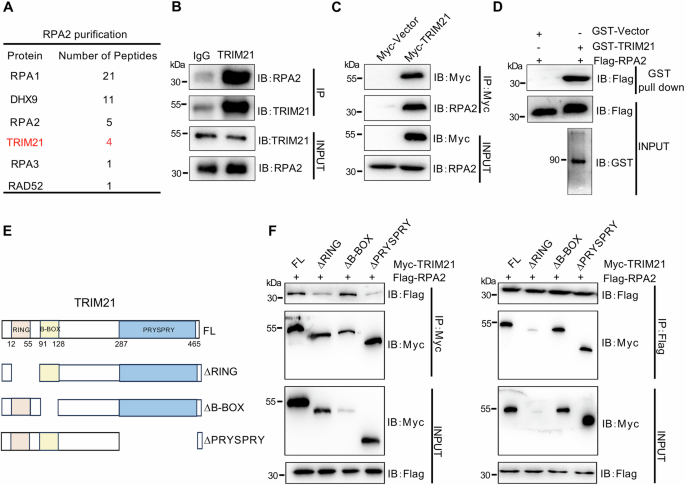 Phospho-TRIM21 orchestrates RPA2 ubiquitination switch to promote ...
