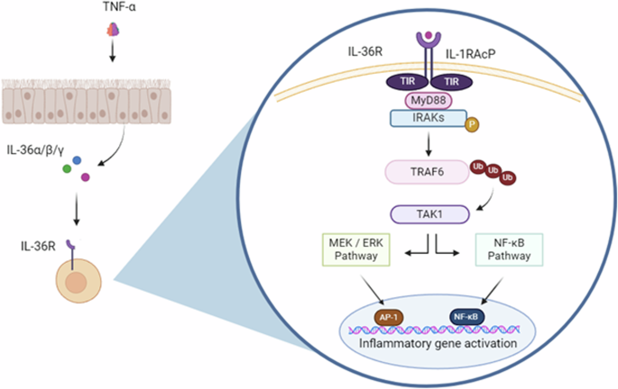 The complex roles of IL-36 and IL-38 in cancer: friends or foes? | Oncogene