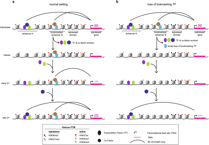 Molecular mechanisms altering cell identity in cancer | Oncogene