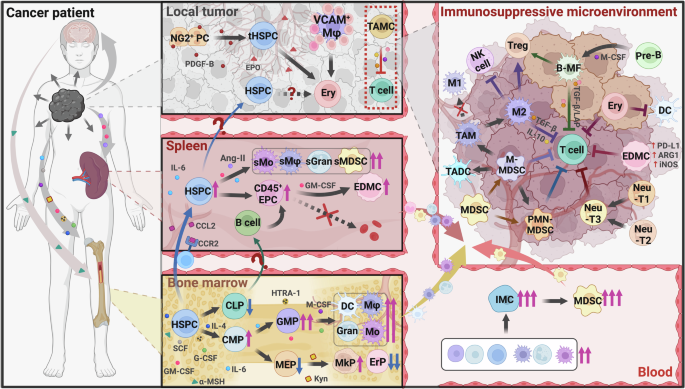 Deciphering cancer complexity: perspective on hematopoietic remodeling ...