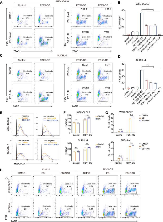 FDX1 promotes elesclomol-induced PANoptosis in diffuse large B-cell ...