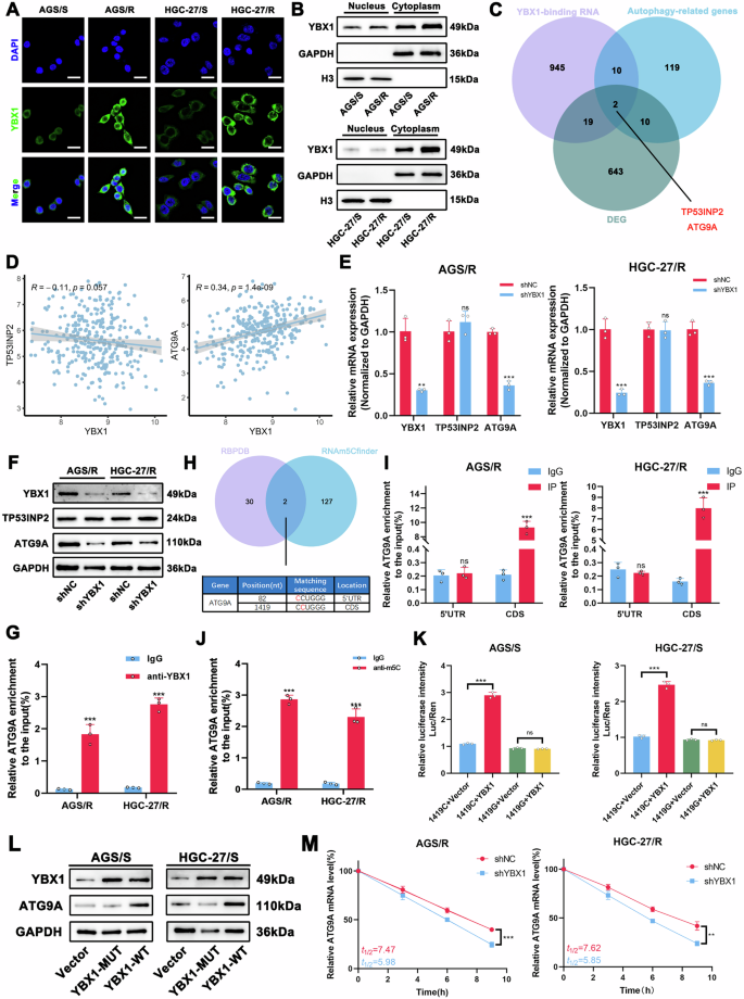 YBX1 promotes 5-Fluorouracil resistance in gastric cancer via m5C ...