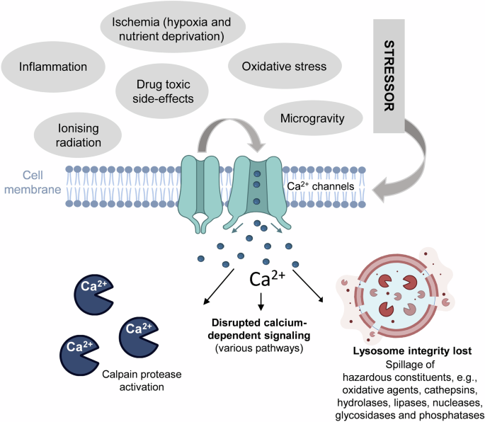 Necrosis as a fundamental driver of loss of resilience and biological ...